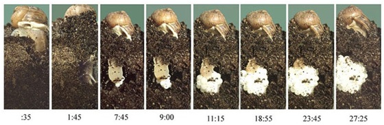 La Reproduction Des Escargots - Snails
