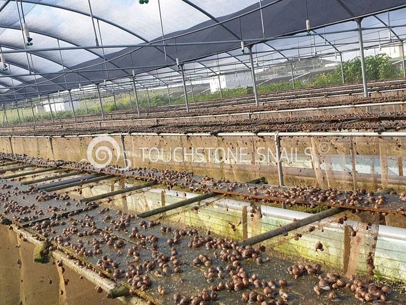 Εκτροφεία σαλιγκαριών Touchstone Snail - Snails Breeding